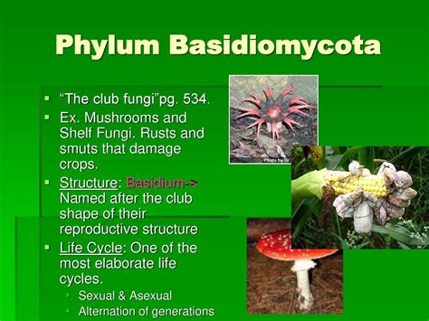 Chapter 21 Kingdom Fungi Ppt Download