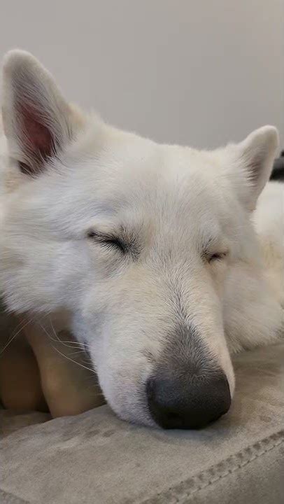 자는 강아지 놀래키기 Hey Wake Up Shorts 대형견 화이트스위스셰퍼드white Swiss Shepherd