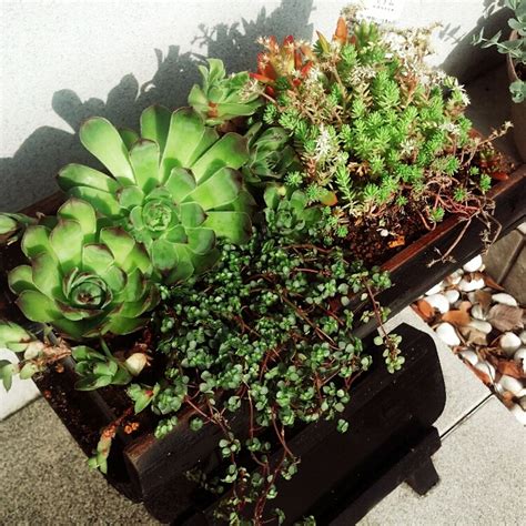 玄関入り口たにく★セダム多肉寄せ植え多肉植物多肉植物寄せ植えなどのインテリア実例 2015 05 20 072246