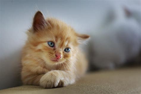 Why Do Cats Have Vertical Pupils Petvidia