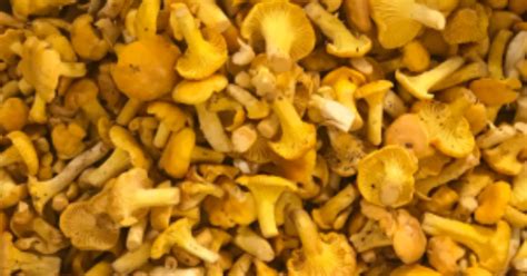 Delifresh Mushroom Girolle Mini