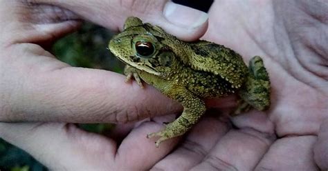 Beautiful Toad Caught In Austin Imgur