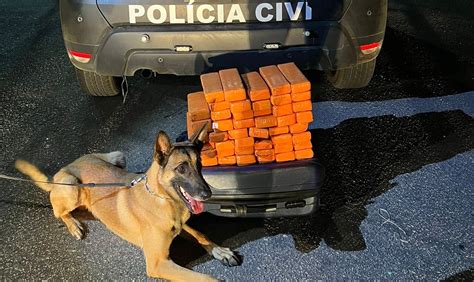 Polícia Civil apreende 30 quilos de maconha na divisa entre o Ceará e