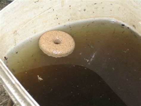 Mosquito Larvae In Standing Water Sun And Shade Gardening