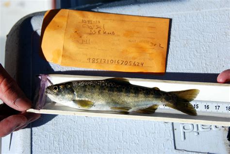Sex Lies And Videotape Premature Maturation Of Chinook Salmon On