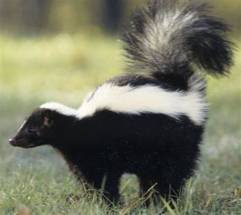 Skunk Khylers Imagination Tank Wiki Fandom