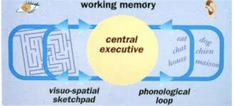 Memory Flashcards Quizlet