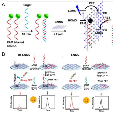 Interactions Of Cnns With Biomolecules A Interaction Of Dna With Cnns