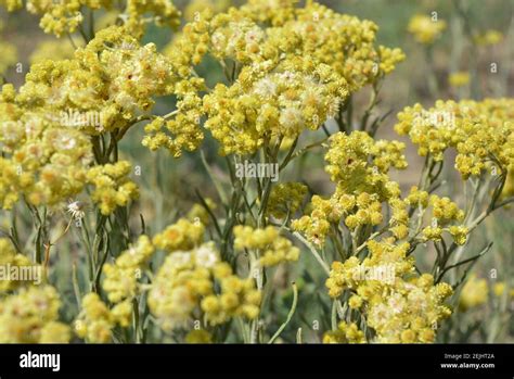 Alyssum Gymnopodum Brassicaceae Alyssum Cretaceum Is Very Beautiful