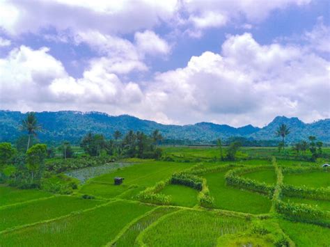 Premium Photo A Beautiful Aerial View Of Winding Road Between The Rice Fields Of Pronojiwo