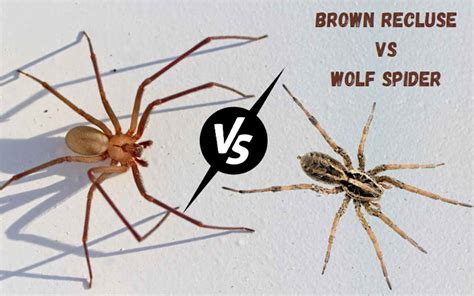 Brown Recluse Wolf Spider Size Comparison Jutawan Wallpaper Images And Photos Finder
