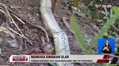 Seorang Wanita Di Luwu Tewas Dimangsa Ular Piton Bagaimana Cara Piton