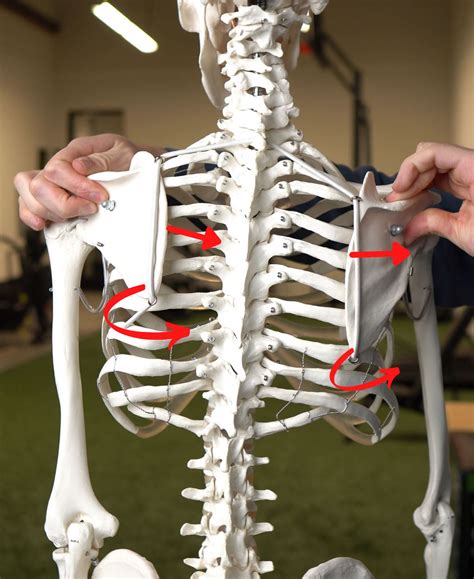 Best Abs And Arms Exercises For Asymmetrical Postures Left Aic