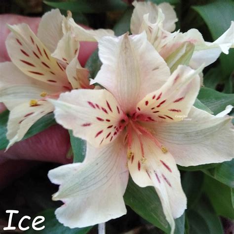 Flowers And Plant Names Of Alstroemeria Varieties In Australia