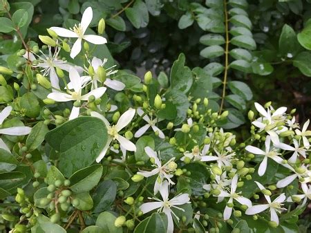 Nip It In The Bud Diana Derringer