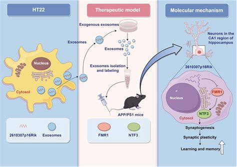 Long Non Coding Rna Casc15 Enhances Learning And Memory In Mice By