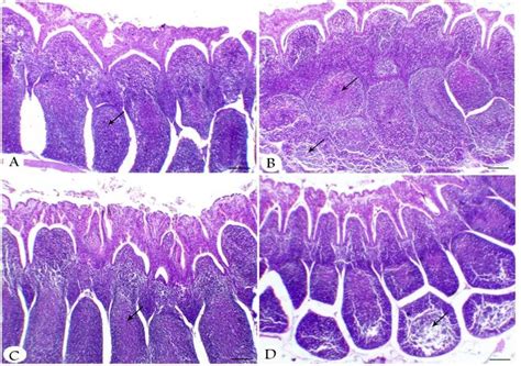 A Appendix Of Room Temperature R Rex Rabbits Showing Normal Lymphoid