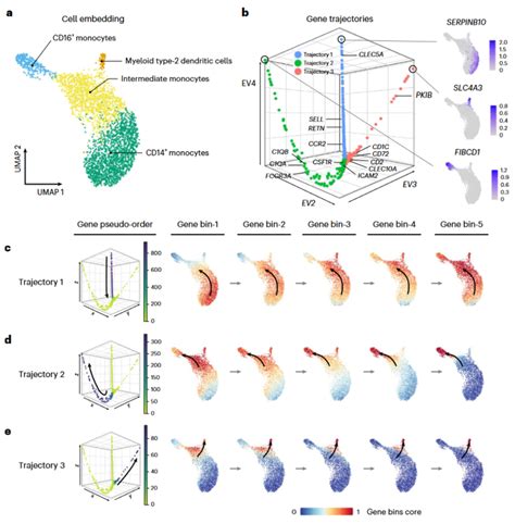 前沿生信服务丨单细胞透视镜：genetrajectory揭示基因动态新维度 知乎