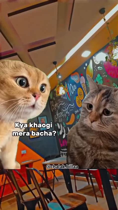 Meow 😽 Thik H Na Cat Meow Cats Billa Billaa Billi Meme Memes