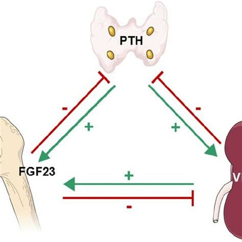 Interplay Of Pth Fgf23 And Active Vitamin D Pth Increases Bone Fgf23