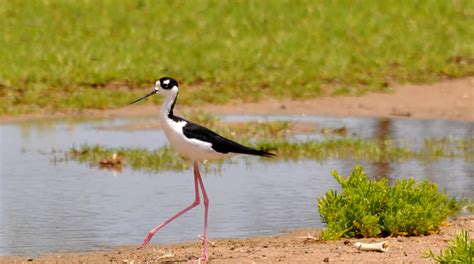 Portafolio Turistico Nacional Santuario De Fauna Y Flora Los Flamencos