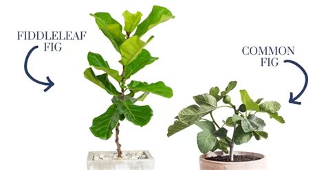 Best Fertilizer For Fig Trees In Pots How To Organic All Roads Lead To Italy