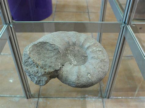 Mineralatlas Lexikon Pachydiscus