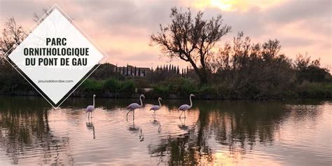 parc ornithologique du pont de gau tw Je suis débordée