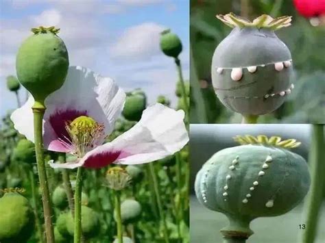 女子朋友圈晒“花”，摊上大事！禁毒种植罂粟花