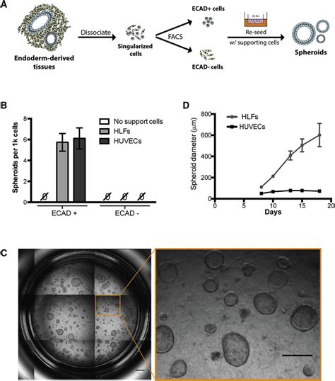 Generation Of Spheroids From Purified Epithelial Progenitors In