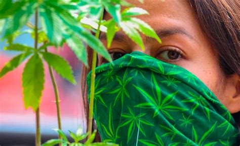 Todo Sobre El Uso Lúdico De La Marihuana En México Cuántas Plantas Se
