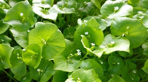 15 Vegetables To Start Seeding In February