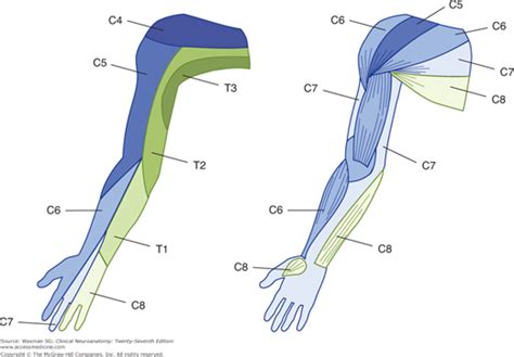 Appendix C Spinal Nerves And Plexuses Neupsy Key