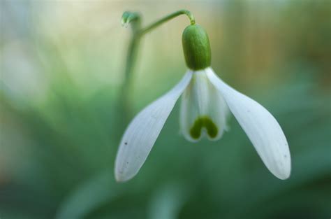 Selective Focus Photography Of White Flower Hd Wallpaper Wallpaper Flare