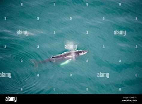 Spouting humpback whale hi-res stock photography and images - Alamy