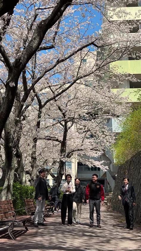 물리치료과 교수님들의 벚꽃놀이🌸 벚꽃이 너무 예쁘게 피었죠~ 동의과학대학교 Dit 동의벚꽃길 동의과학대 동과대