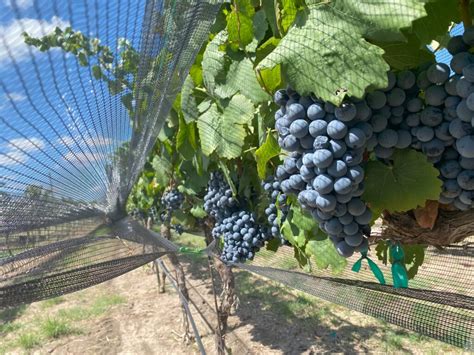 Hail And Bird Netting How It Works Virtual Viticulture Academy