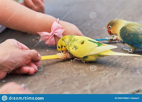 Love Bird And Budgerigar Being Hand Fed In The Aviary Stock Image Image Of Parrot Birds