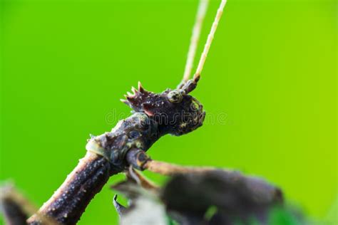 Brown Stick Bug Walking Insect Phasmatodea Macro Photo Of Head From