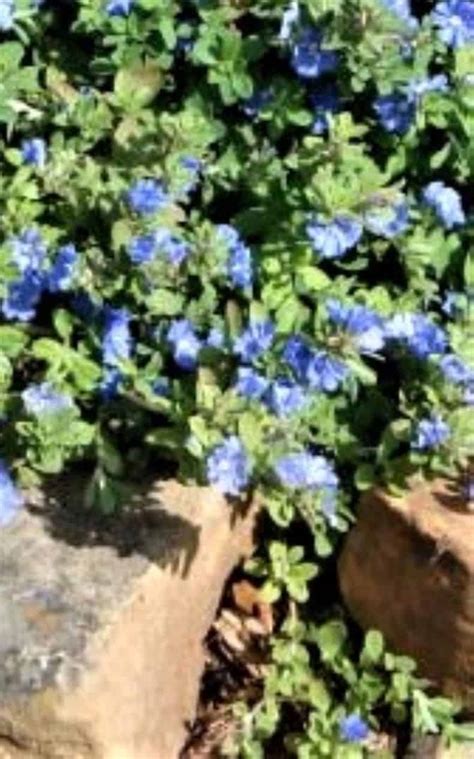 Evolvulus Blue Creeper Ships Free Plantly