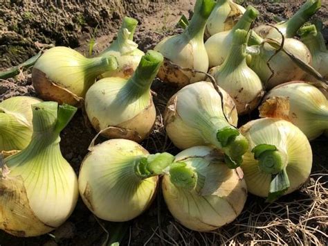 【10キロ】人気の七宝！淡路島新たまねぎ 早生玉ねぎ 期間限定：兵庫県産の野菜｜食べチョク｜産地直送産直お取り寄せ通販 農家・漁師から