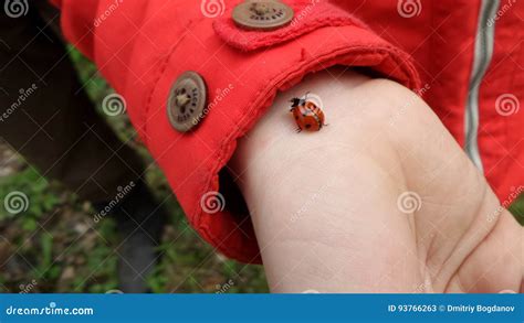 Ladybug Crawling By Arm Stock Image Image Of Ladybug 93766263