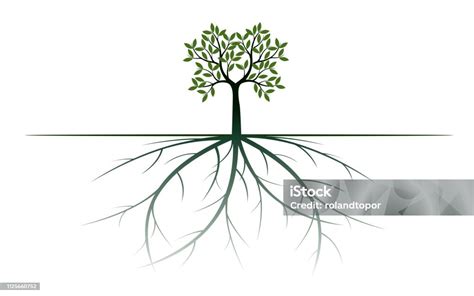 Tree With Leaves And Roots Vector Illustration Plant And Garden Stock