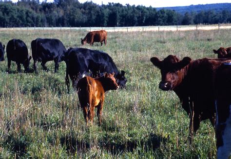 Forage U Pick The Tinder For Forages Alberta Farmer Express