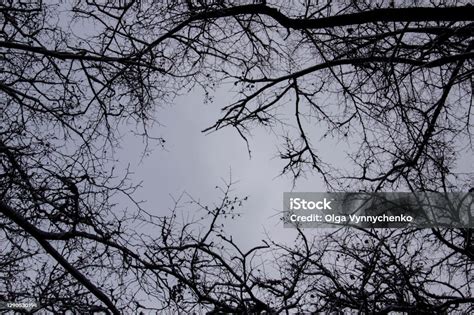 눈이 있는 회색 하늘에 나뭇가지 나뭇가지를 통해 회색 하늘을 올려다 보며 회색 하늘 앞에 아름다운 검은 가지 회색 하늘에 대한 벌거 벗은 나무 11월에 대한 스톡 사진 및