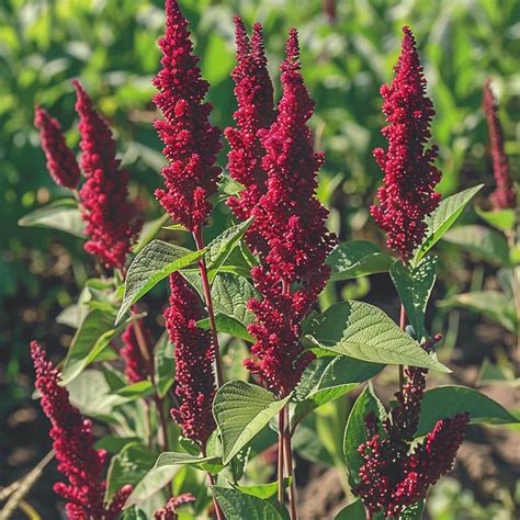 Growing Amaranth Tips For A Successful Harvest