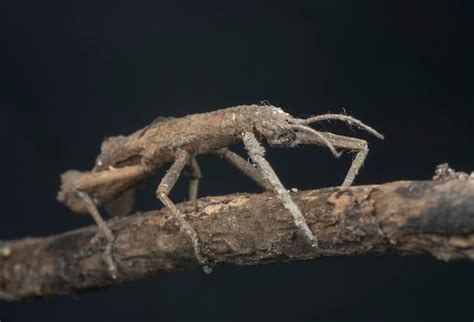 Premium Photo Closeup Shot Of The Brown Walking Stick Bug