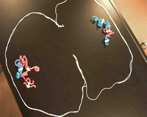 Meiosis Classroom Demonstration And Activity