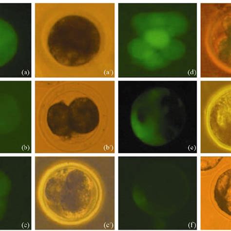 Pdf Green Fluorescent Protein Gfp Transgenic Pig Produced By
