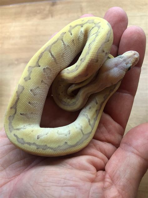 Desert Ghost Royal Pythons Reptile Forums